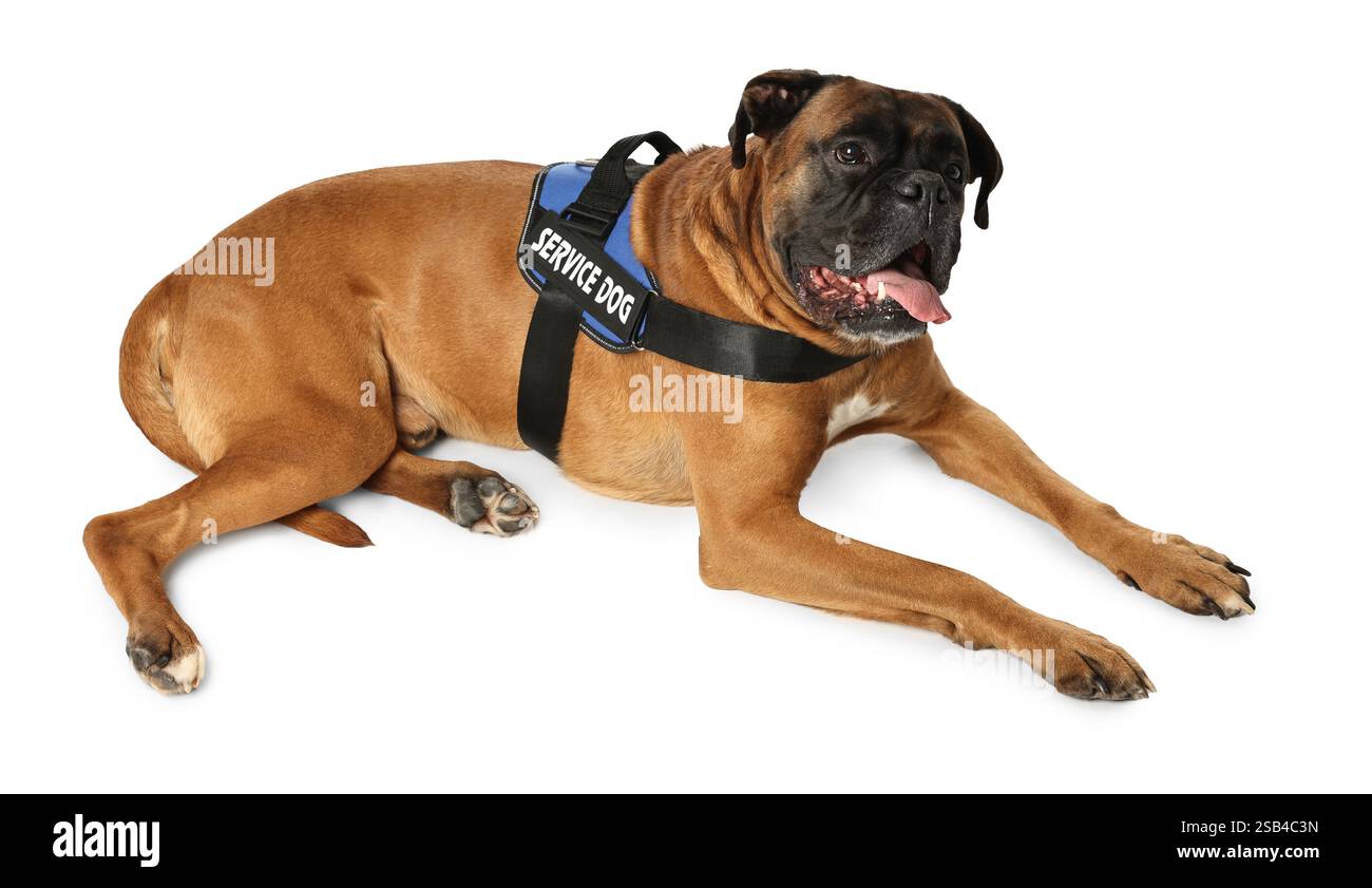 Cute service dog in vest on white background Stock Photo - Alamy