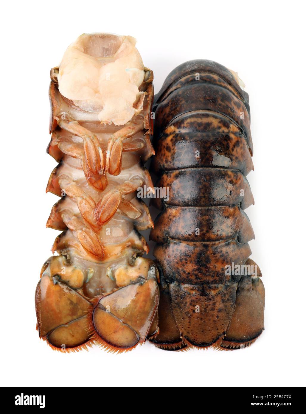 Two raw lobster tails isolated on white, top view Stock Photo - Alamy