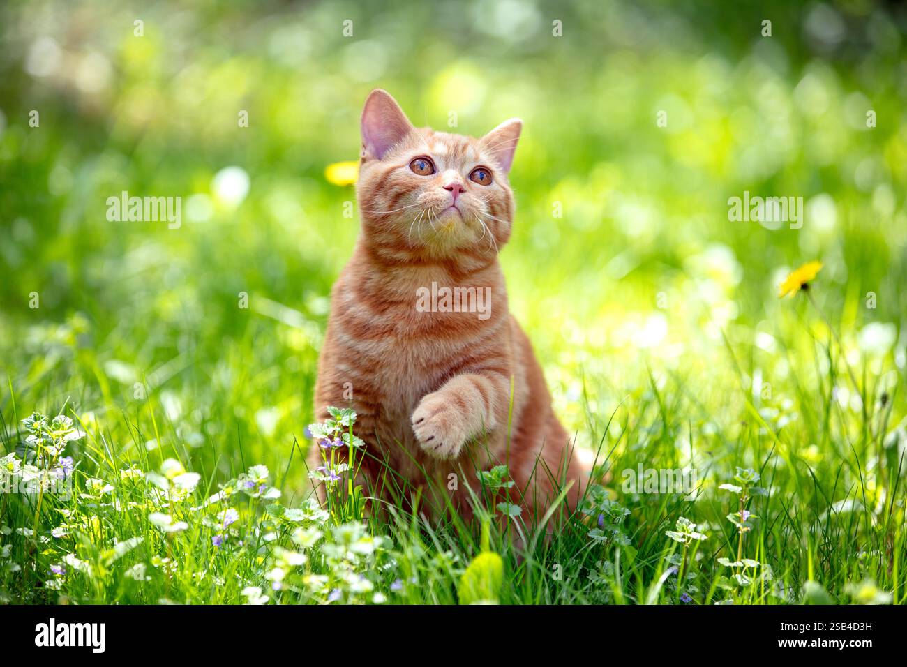 Cat paw in air hi-res stock photography and images - Alamy