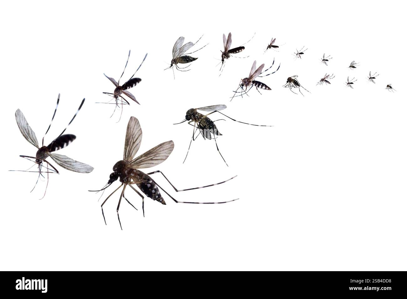 Flying mosquitoes isolated on white background Stock Photo - Alamy