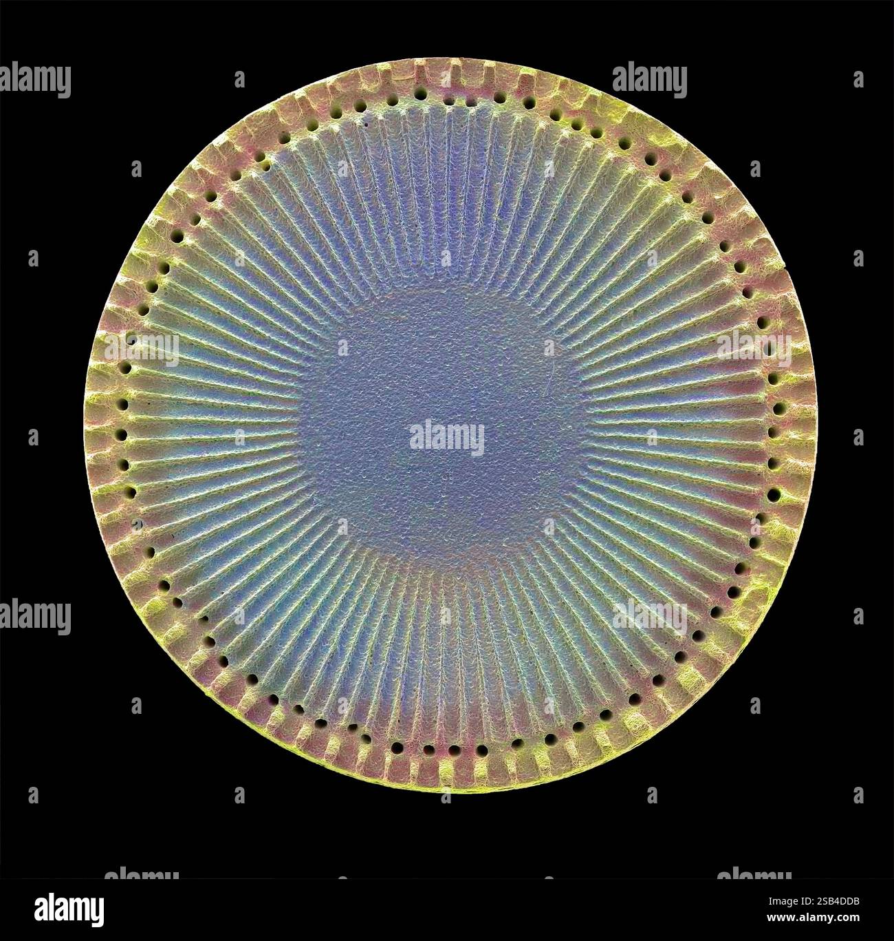 Diatom, sem hi-res stock photography and images - Alamy