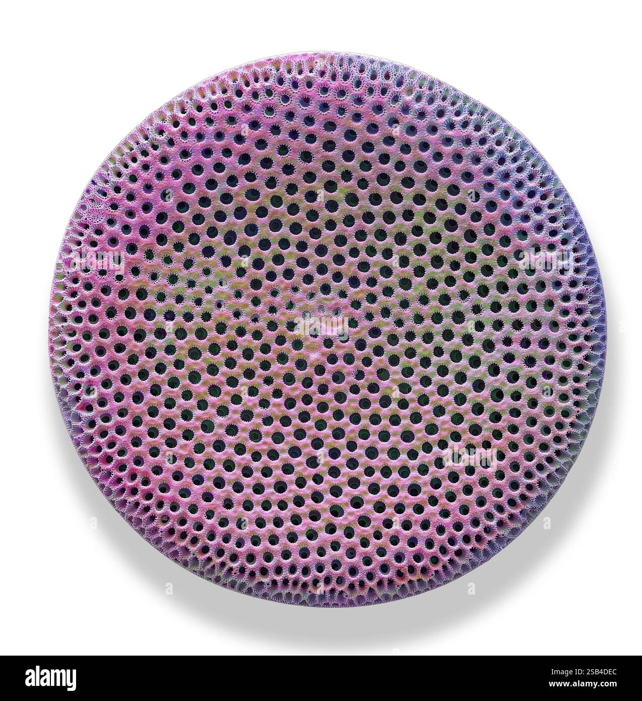 Diatom. Coloured scanning electron micrograph (SEM) of a centric ...