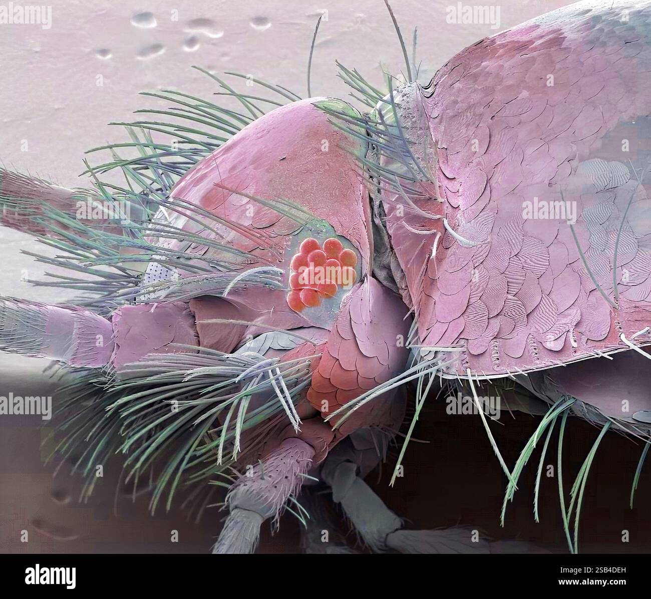 Silverfish (Lepisma saccharina). Coloured scanning electron micrograph ...