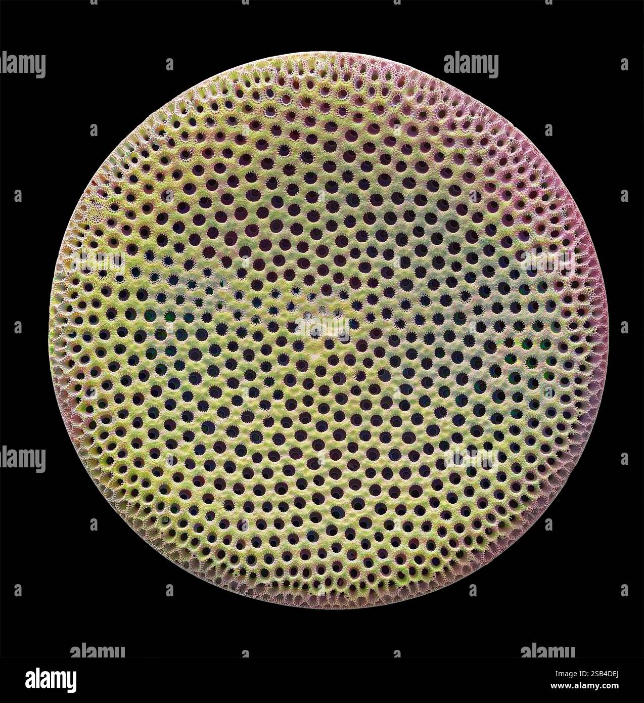 Diatom. Coloured scanning electron micrograph (SEM) of a centric ( radial symmetry ) diatom ...