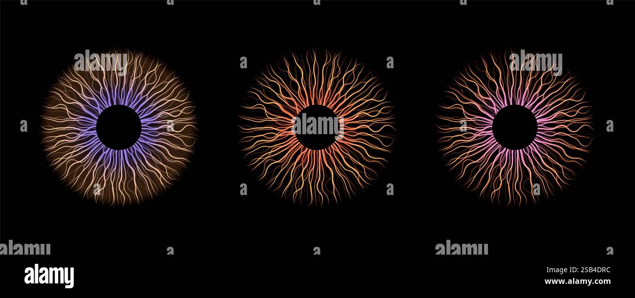 Illustration of irises of various colours. The iris is the coloured ...