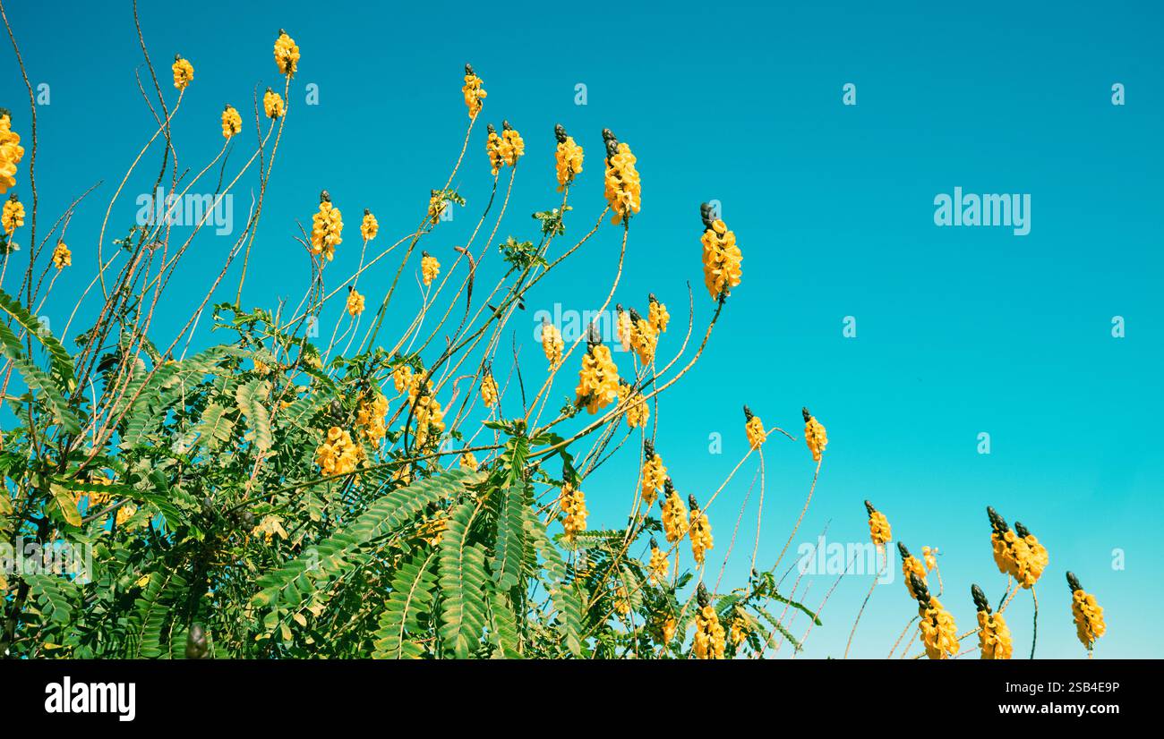 Acacia amarilla hi-res stock photography and images - Alamy
