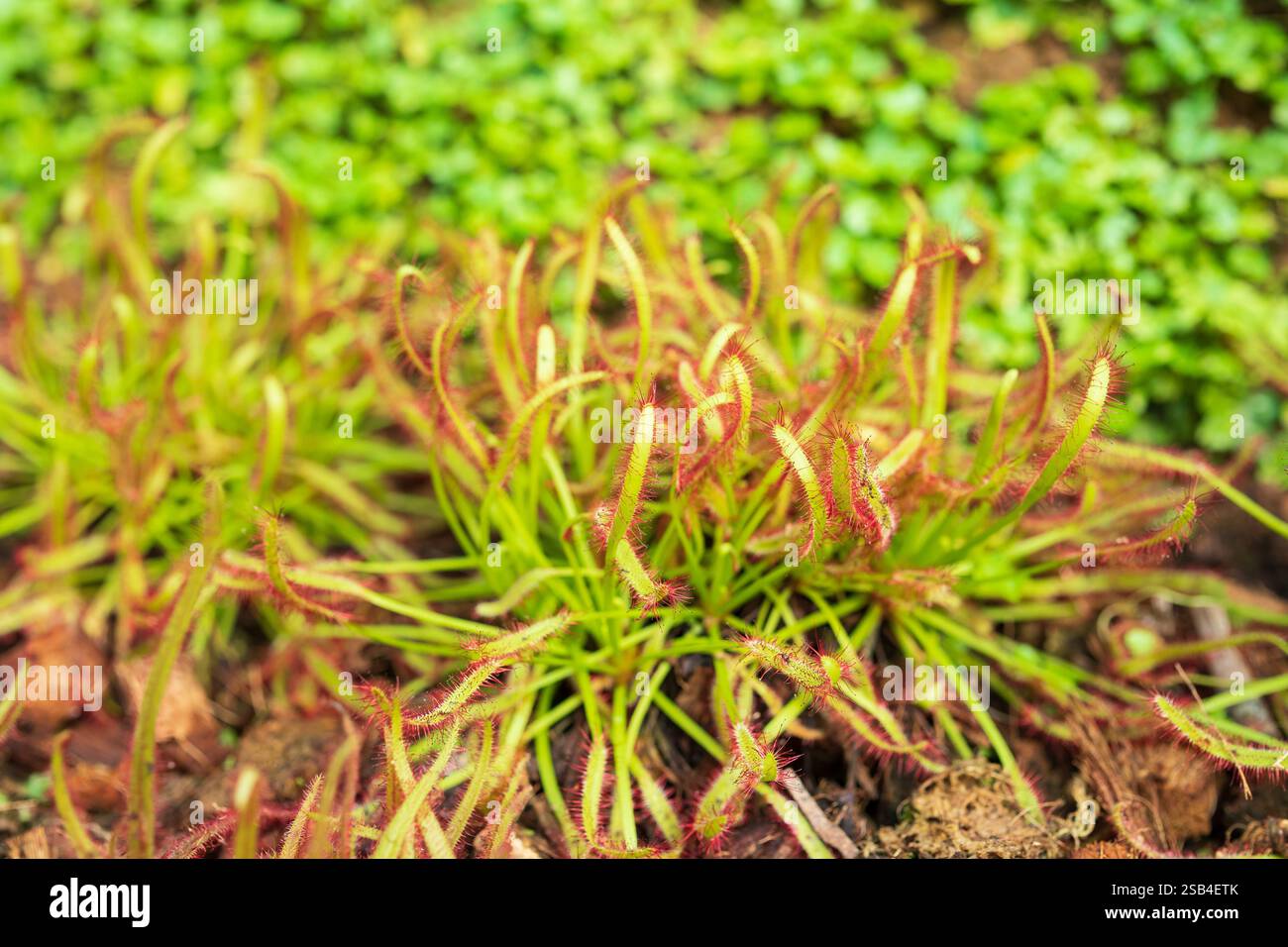 Sundew Drosera anglica carnivorous plant in the garden Stock Photo - Alamy