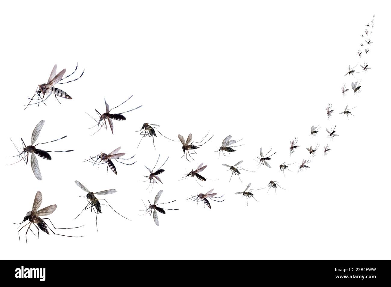 Flying mosquitoes isolated on white background Stock Photo - Alamy