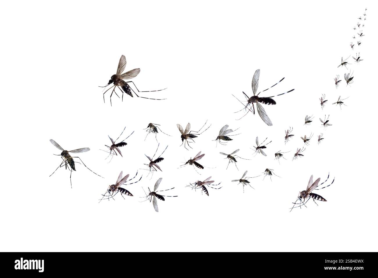 Flying mosquitoes isolated on white background Stock Photo - Alamy