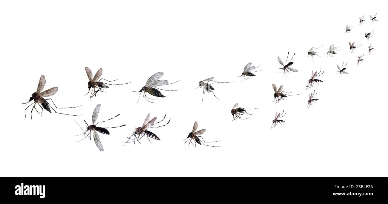 Flying mosquitoes isolated on white background Stock Photo - Alamy