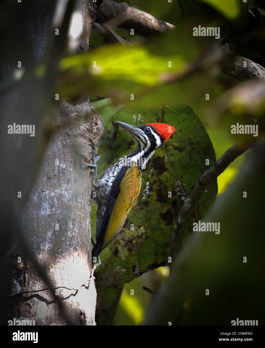 greater flameback, also known as the greater goldenback or large golden ...