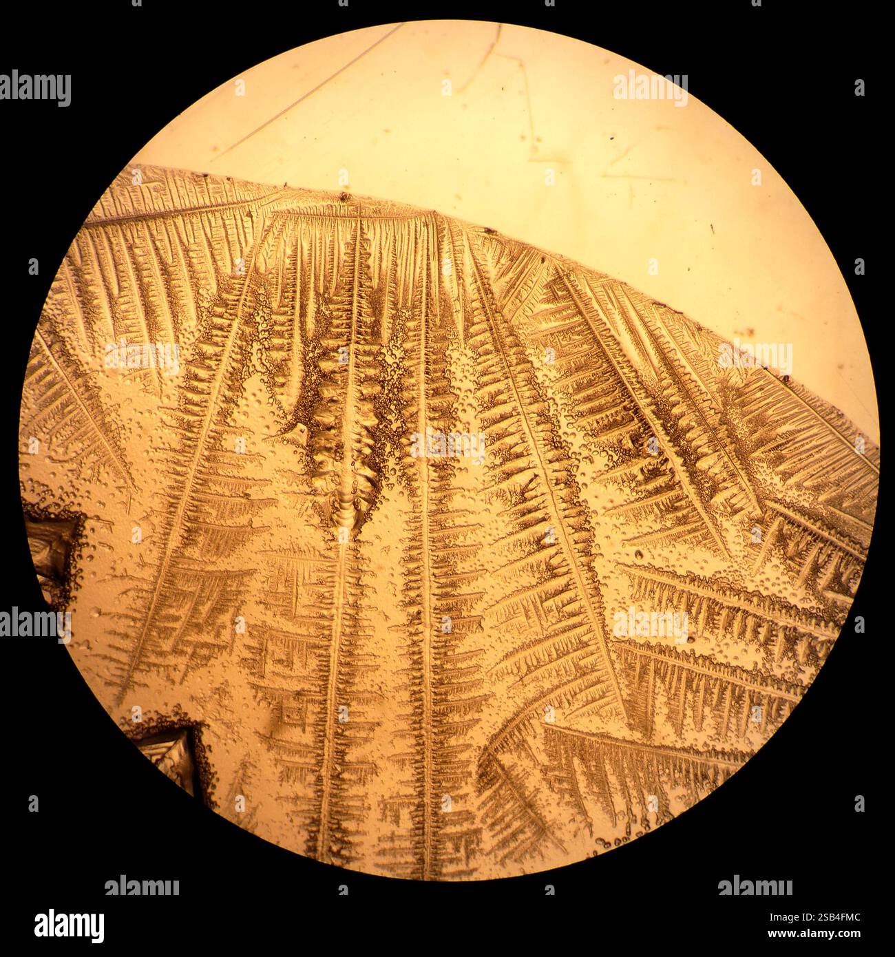 Salt crystals precipitated from mineral spring water as viewed under ...