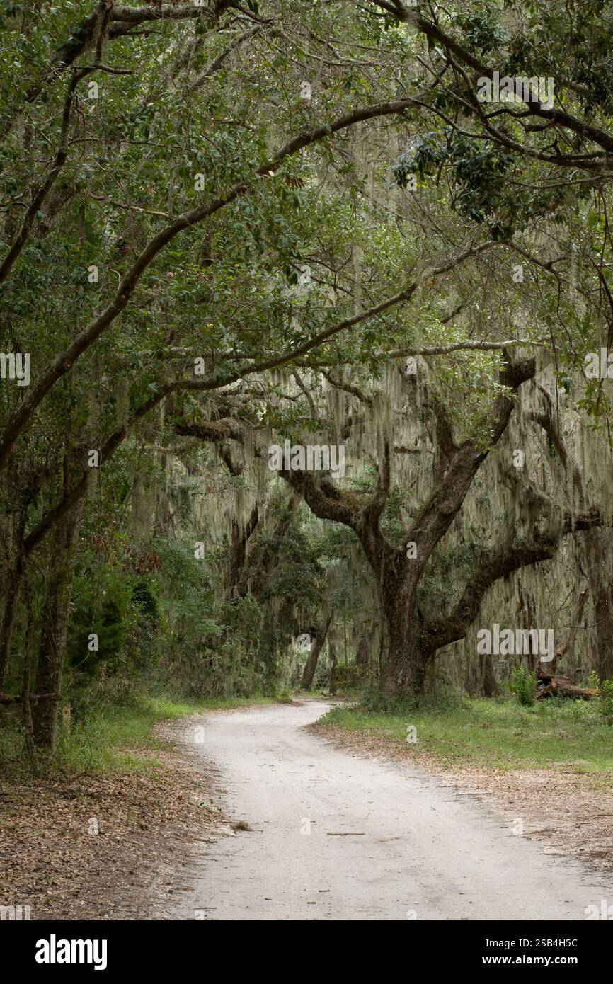 GA00112-00...GEORGIA - Southern live oak tree (Quercus virginiana ...
