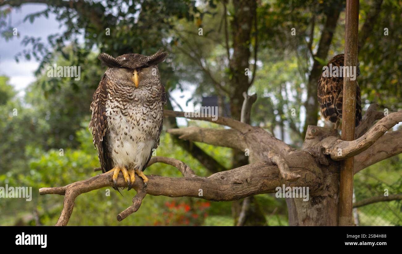 Nepalese eagle owl (Ketupa nipalensis) in Bali Island Park, Indonesia ...
