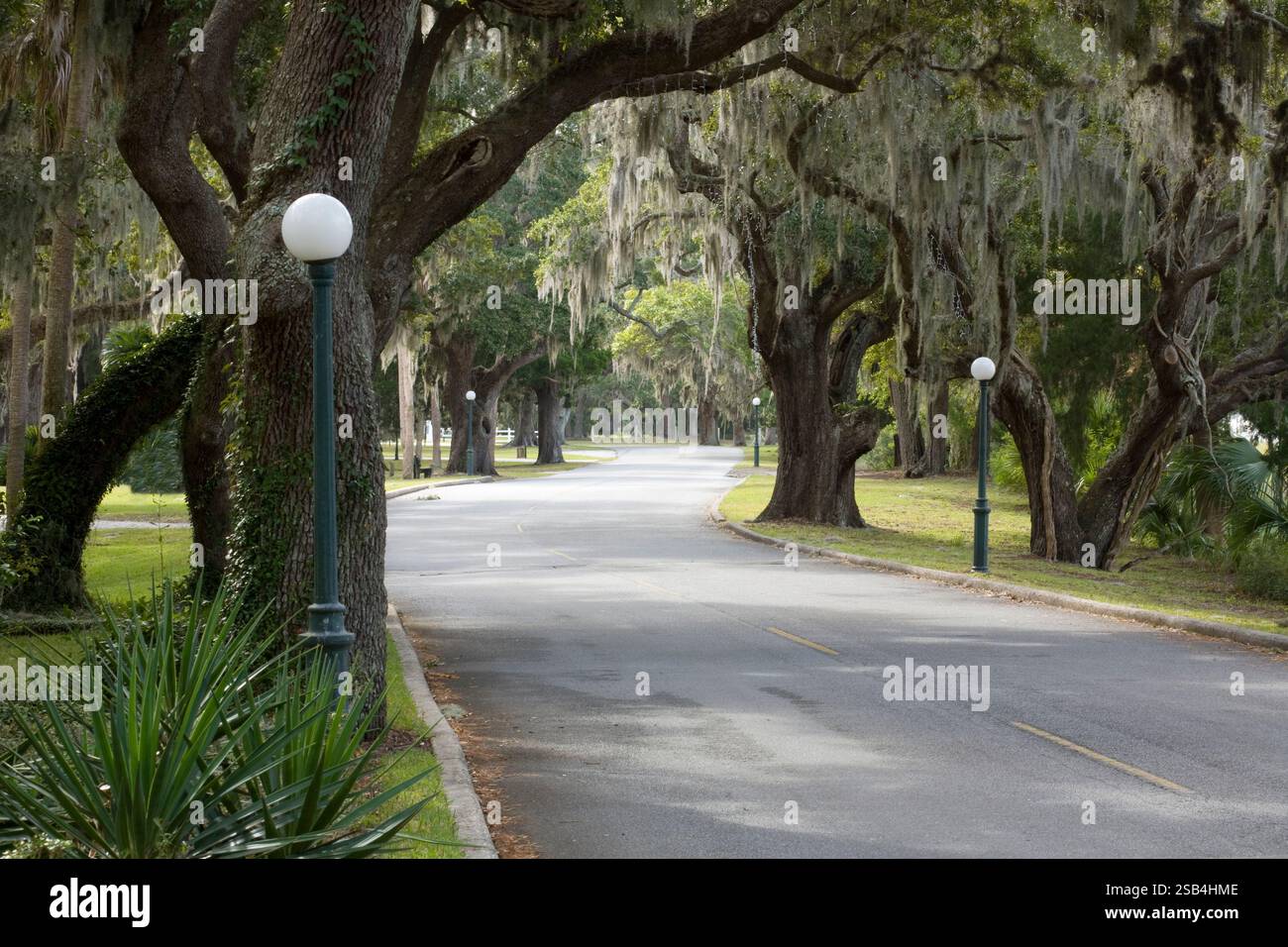 GA00116-00...GEORGIA - Southern live oak tree (Quercus virginiana ...
