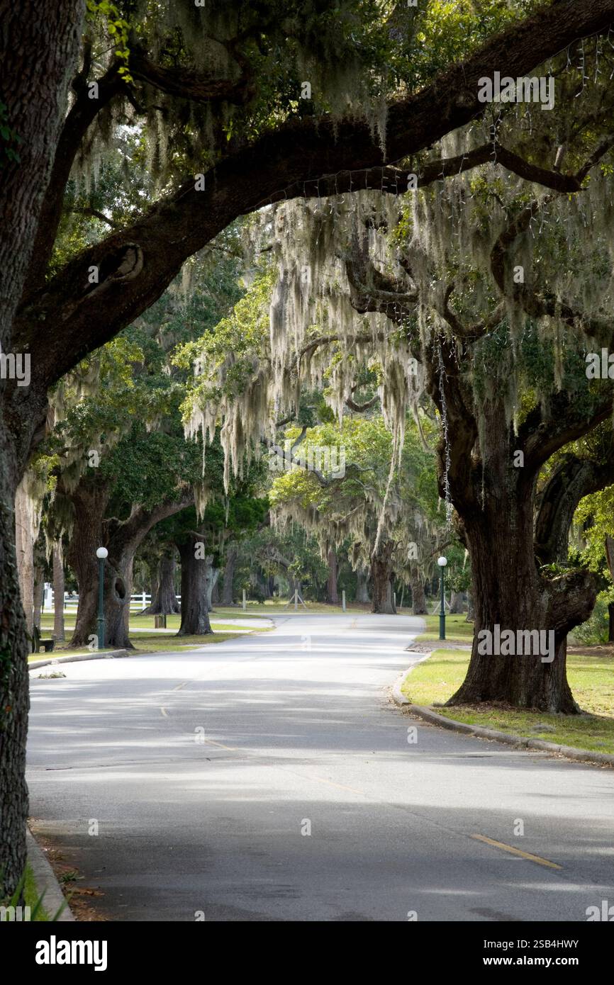 GA00117-00...GEORGIA - Southern live oak tree (Quercus virginiana ...