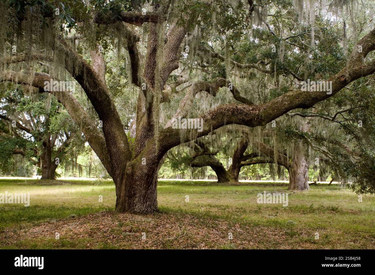 GA00122-00...GEORGIA - Southern live oak tree (Quercus virginiana) at ...