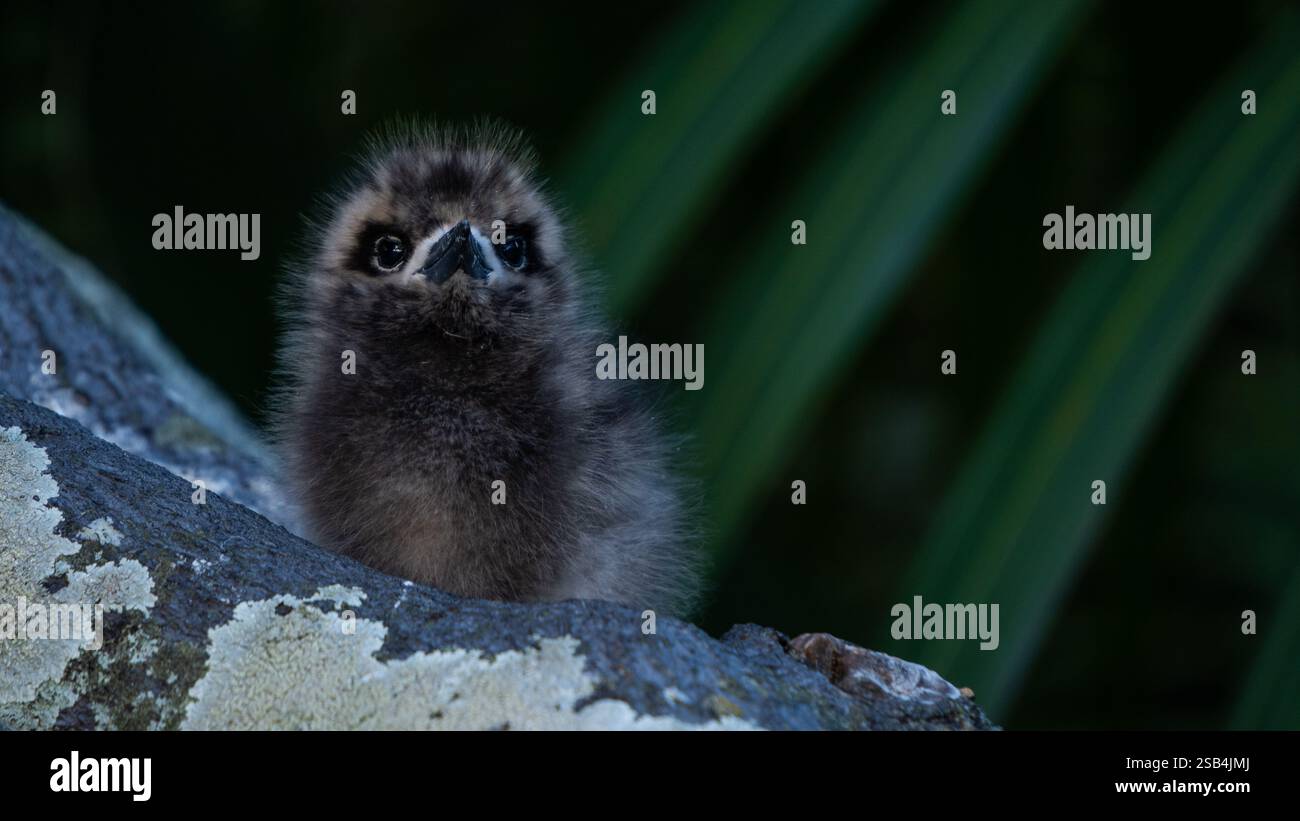 Fluffy bird hi-res stock photography and images - Alamy