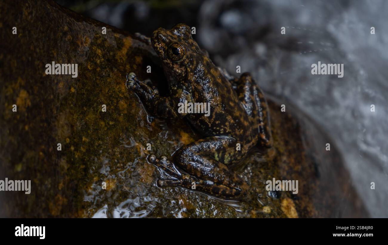 Northern Tinker Frog Stock Photo - Alamy