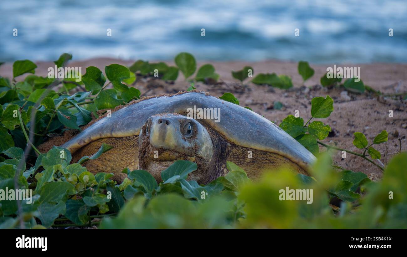 Flatback turtle nesting Stock Photo - Alamy