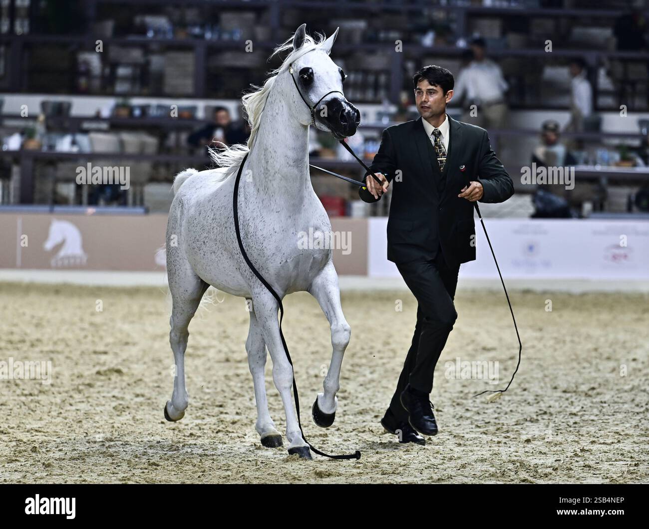 KATARA INTERNATIONAL ARABIAN HORSE FESTIVAL KIAHF 2025 Dhari Al Zobair ...
