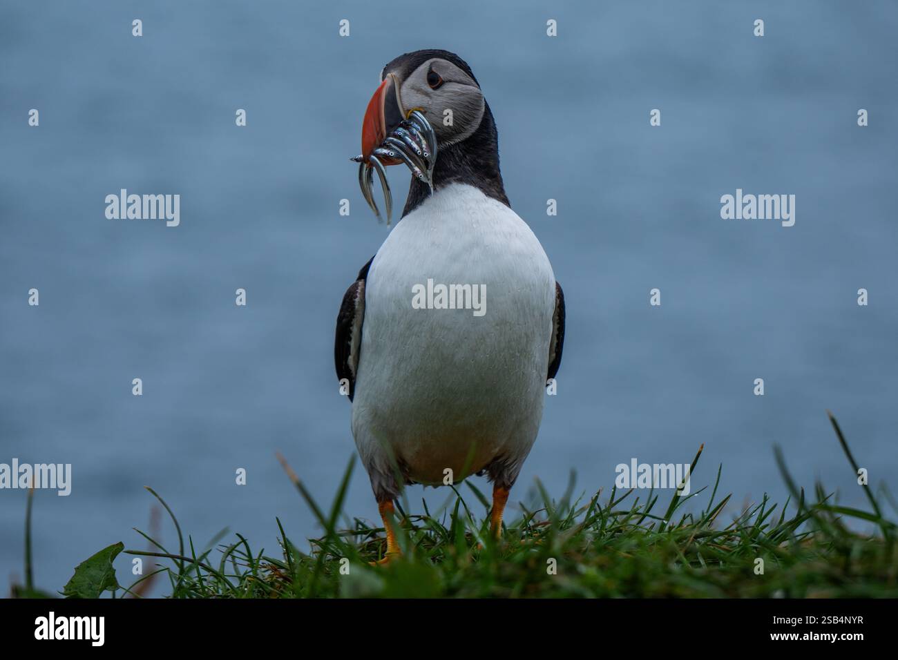 Breakfast time for the puffin Stock Photo - Alamy