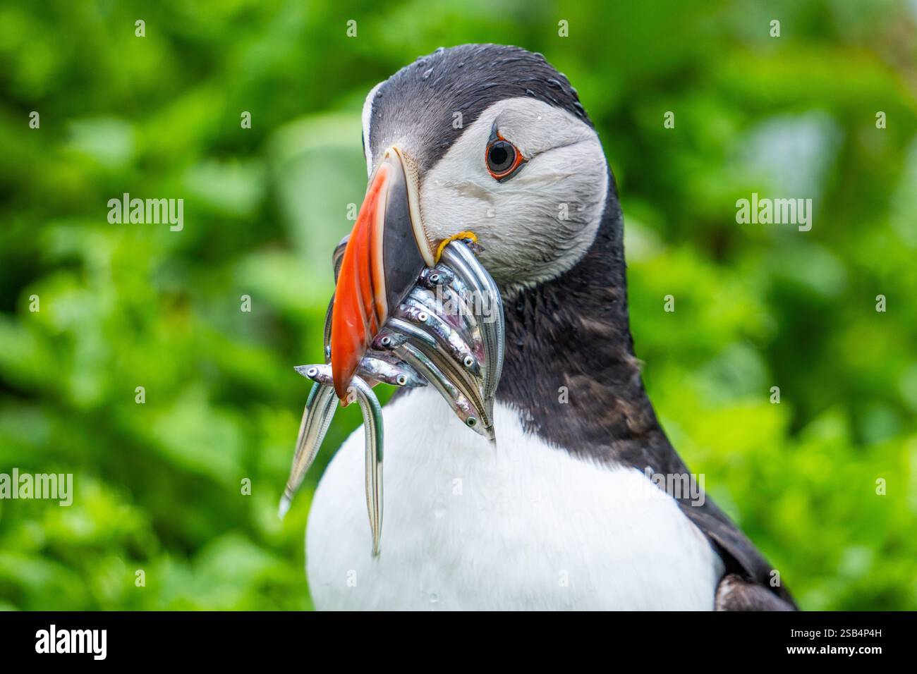 Breakfast time for the puffin Stock Photo - Alamy