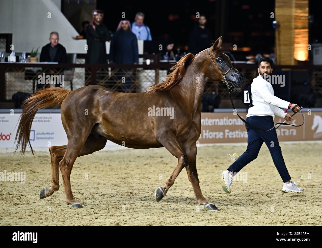 KATARA INTERNATIONAL ARABIAN HORSE FESTIVAL KIAHF 2025 Azam Al Khaled ...