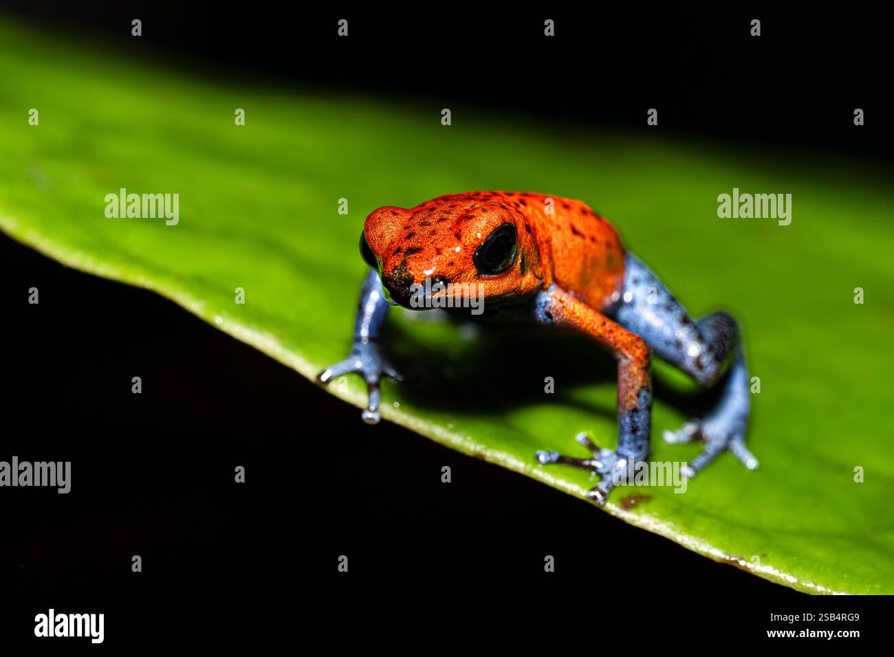 Oophaga pumilio, strawberry poison frog, strawberry poison dart frog or ...