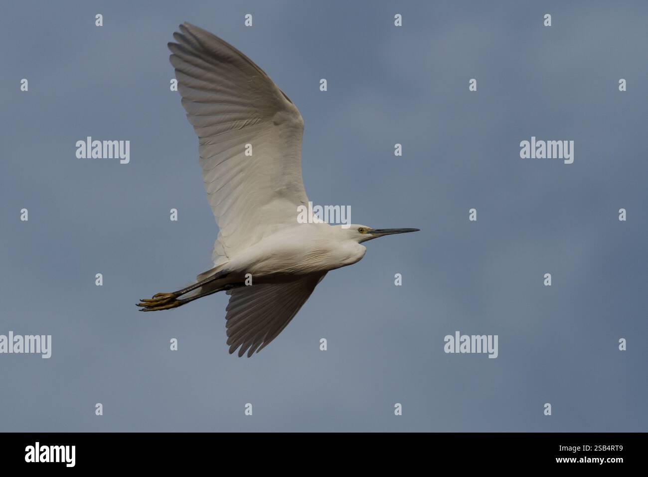 A little egret (Egretta Garzetta) in flight. Kanagawa, Japan Stock ...