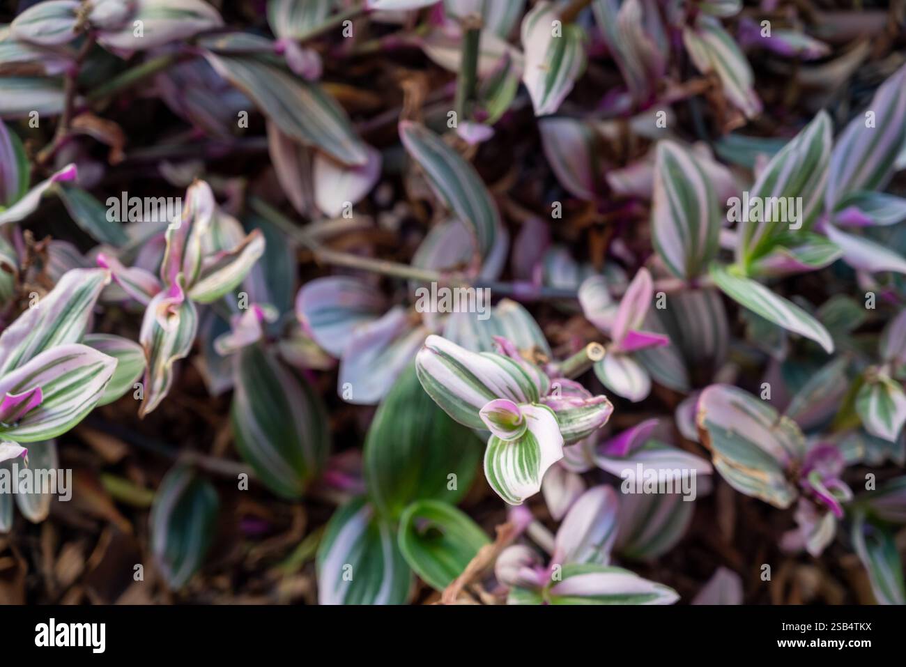 a close up of tradescantia (also known as inchplant or spiderwort) with ...
