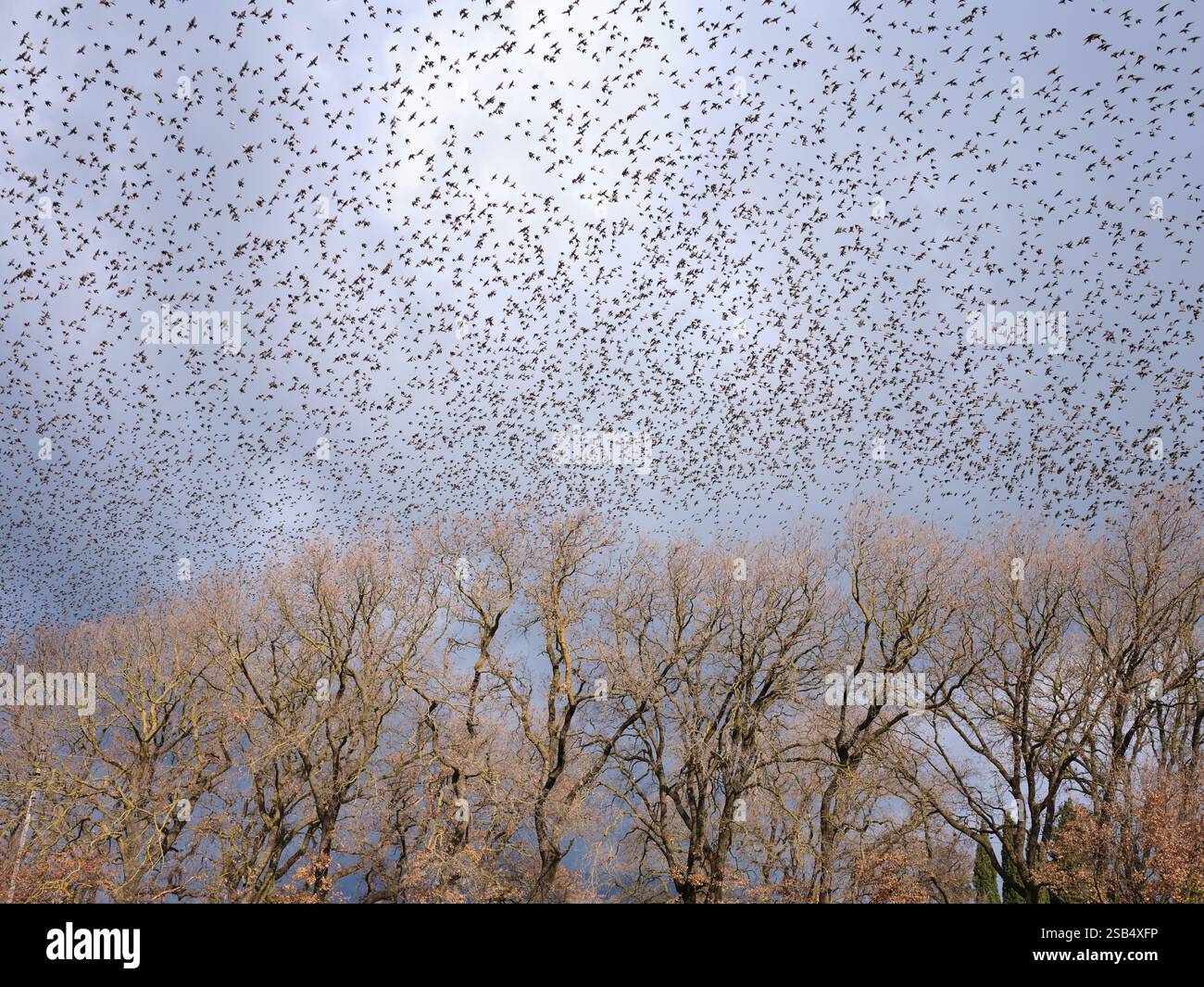 Flock of starlings doing their aerial show above leafless trees ...