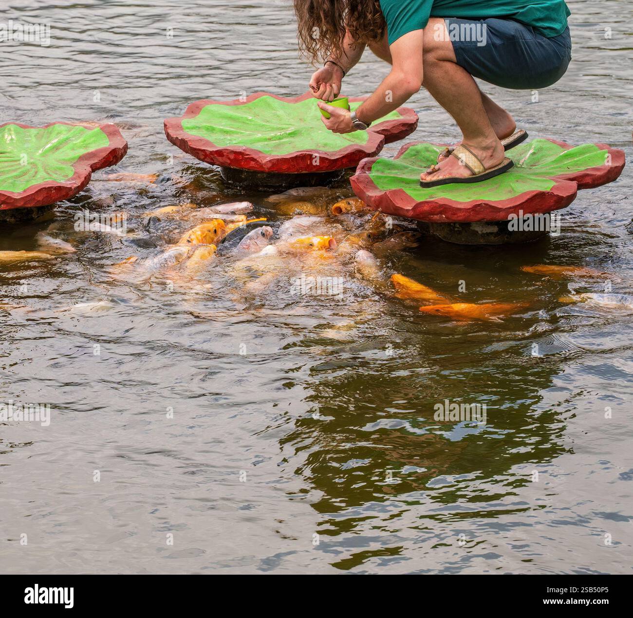 A person interacts with vibrant koi fish at a pond, standing on lily ...