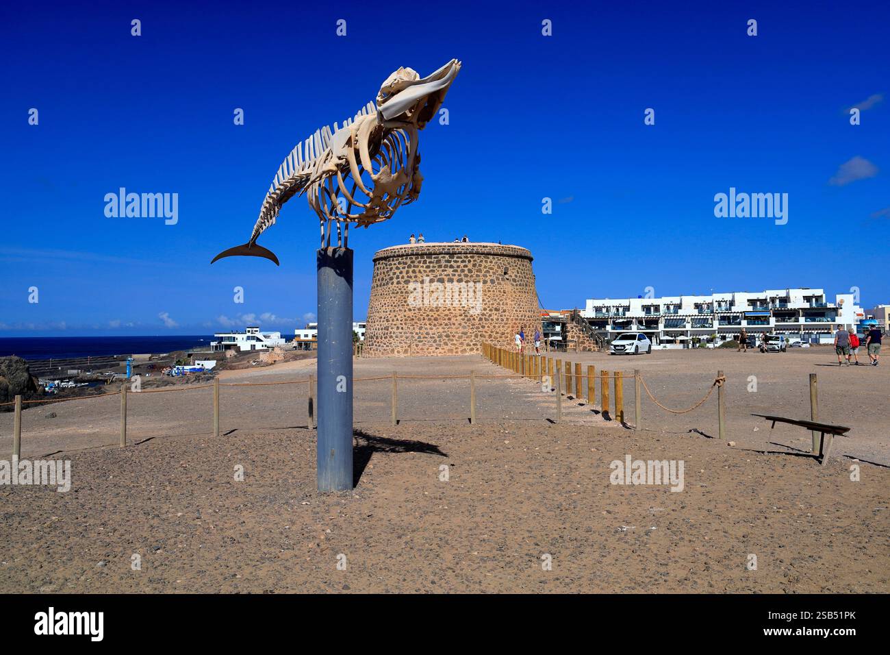 Cuvier's Beaked Whale Skeleton (Ziphius cavirostris) and Toston Tower ...