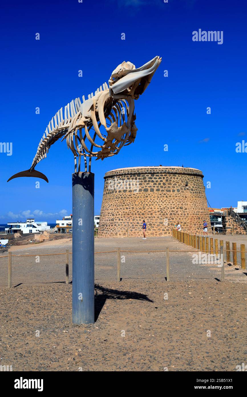 Cuvier's Beaked Whale Skeleton (Ziphius cavirostris) and Toston Tower ...