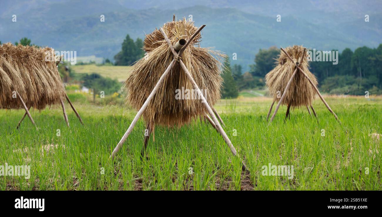 brunch of rice straw drying on a dryer ,in Japanese farm Stock Photo ...