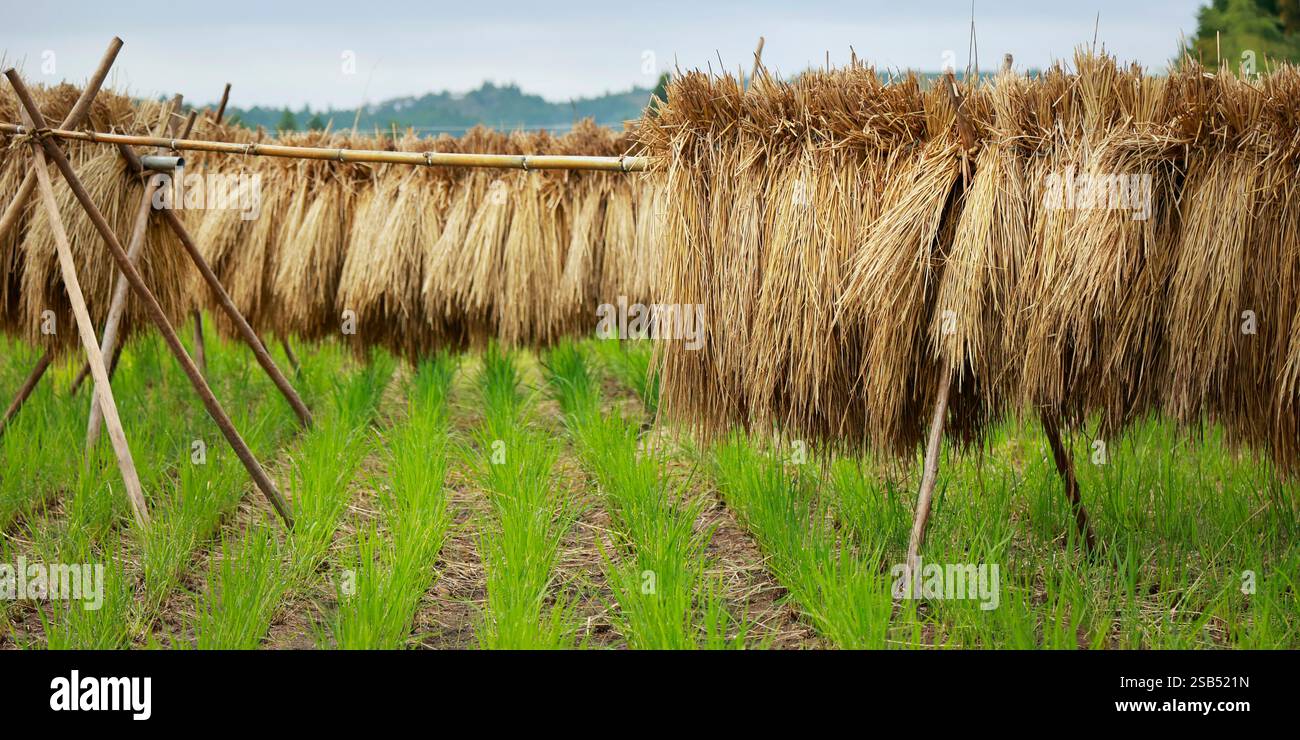 brunch of rice straw drying on a dryer ,in Japanese farm Stock Photo ...
