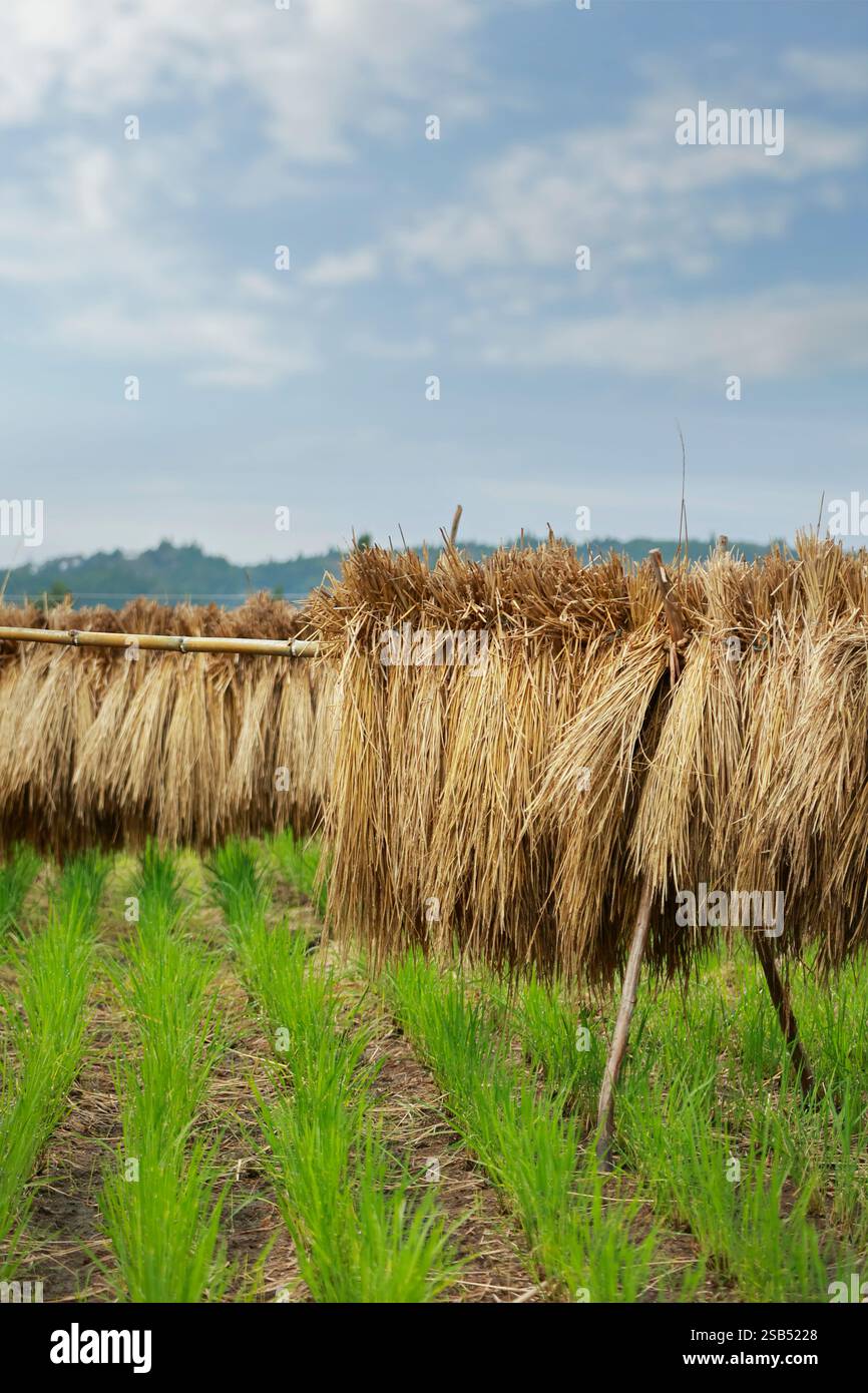 brunch of rice straw drying on a dryer ,in Japanese farm Stock Photo ...