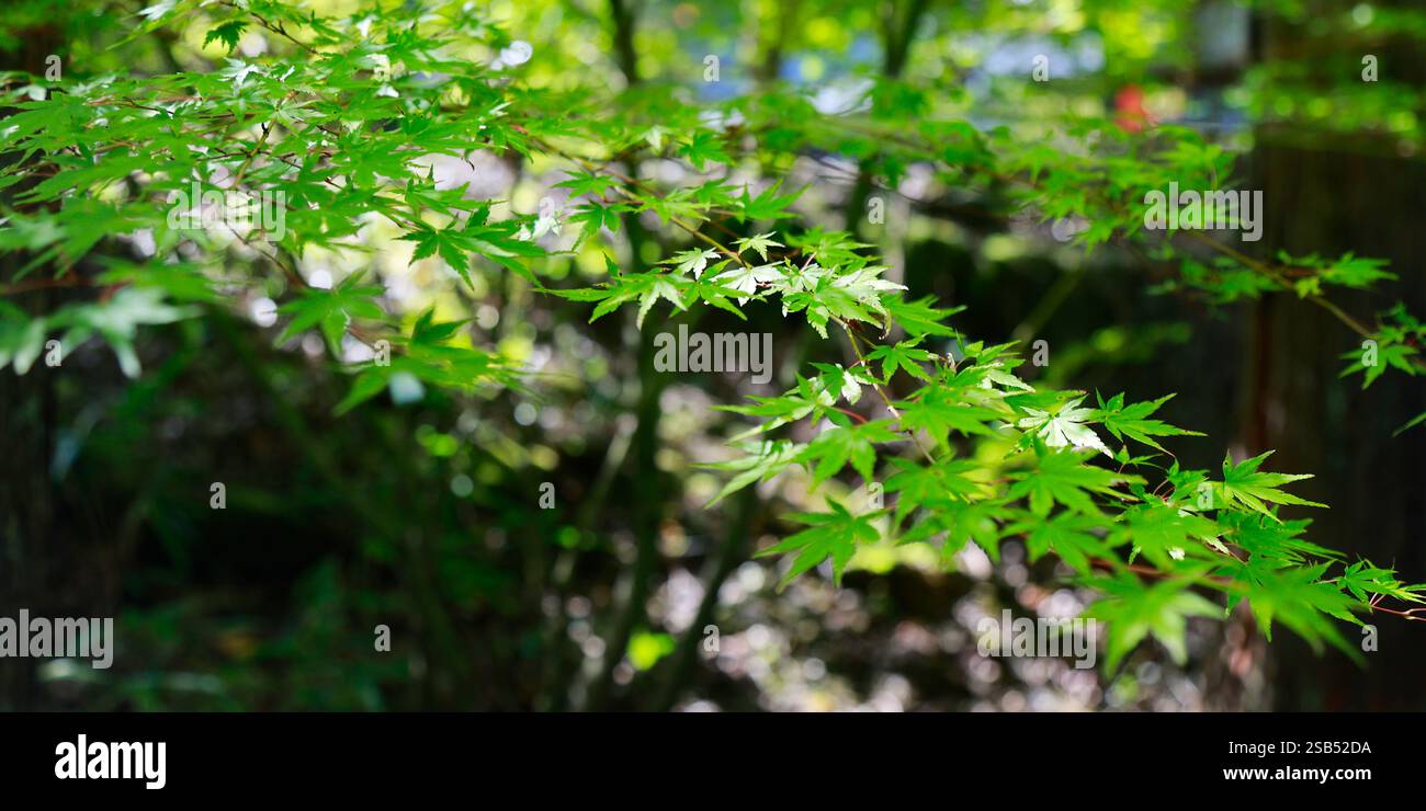 Maple tree and maple leaves in Japan before autumn season Stock Photo ...