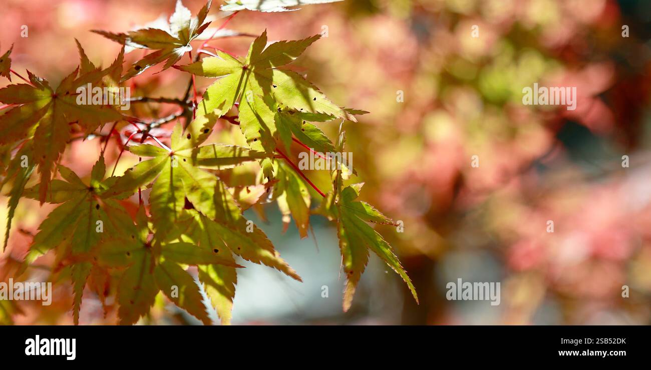 Maple tree and maple leaves in Japan before autumn season Stock Photo ...