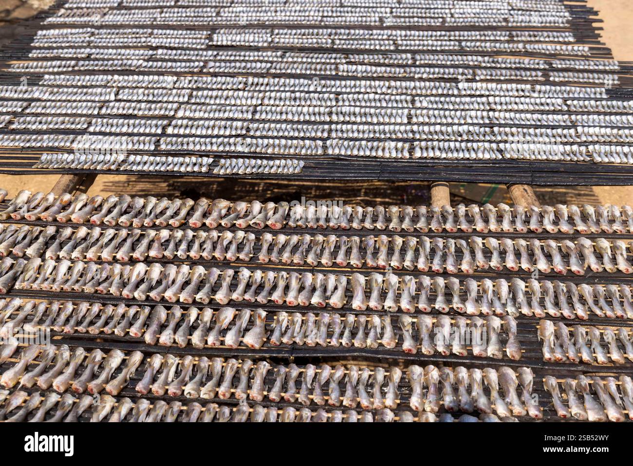 Fish drying in the sun in Soutr Nikom at Kampong Khleang Floating ...