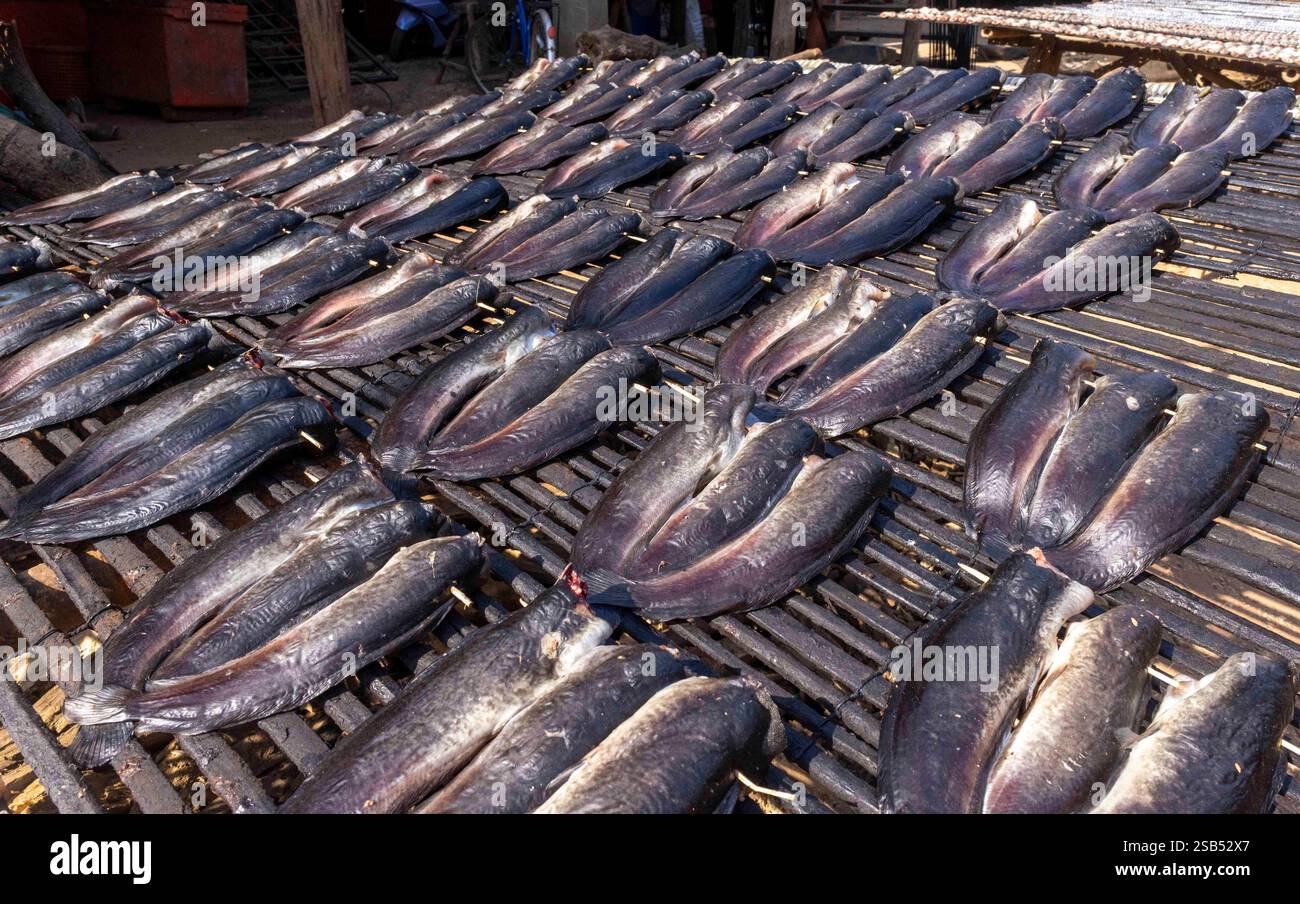 Fish drying in the sun in Soutr Nikom at Kampong Khleang Floating ...
