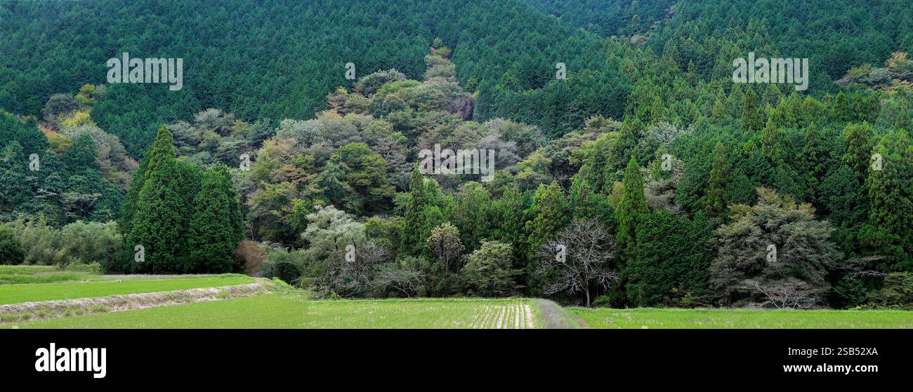 Forest in Japan before autumn season Stock Photo - Alamy