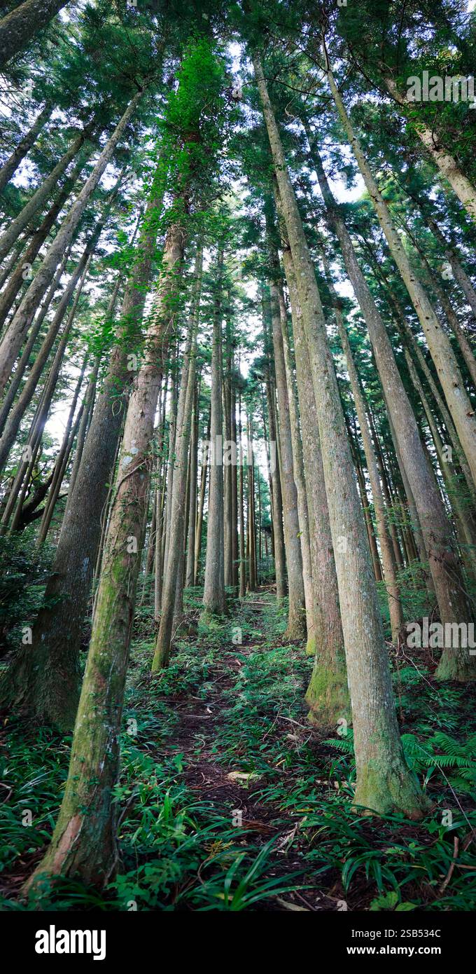 Tall pine tree in pine tree forest Stock Photo - Alamy