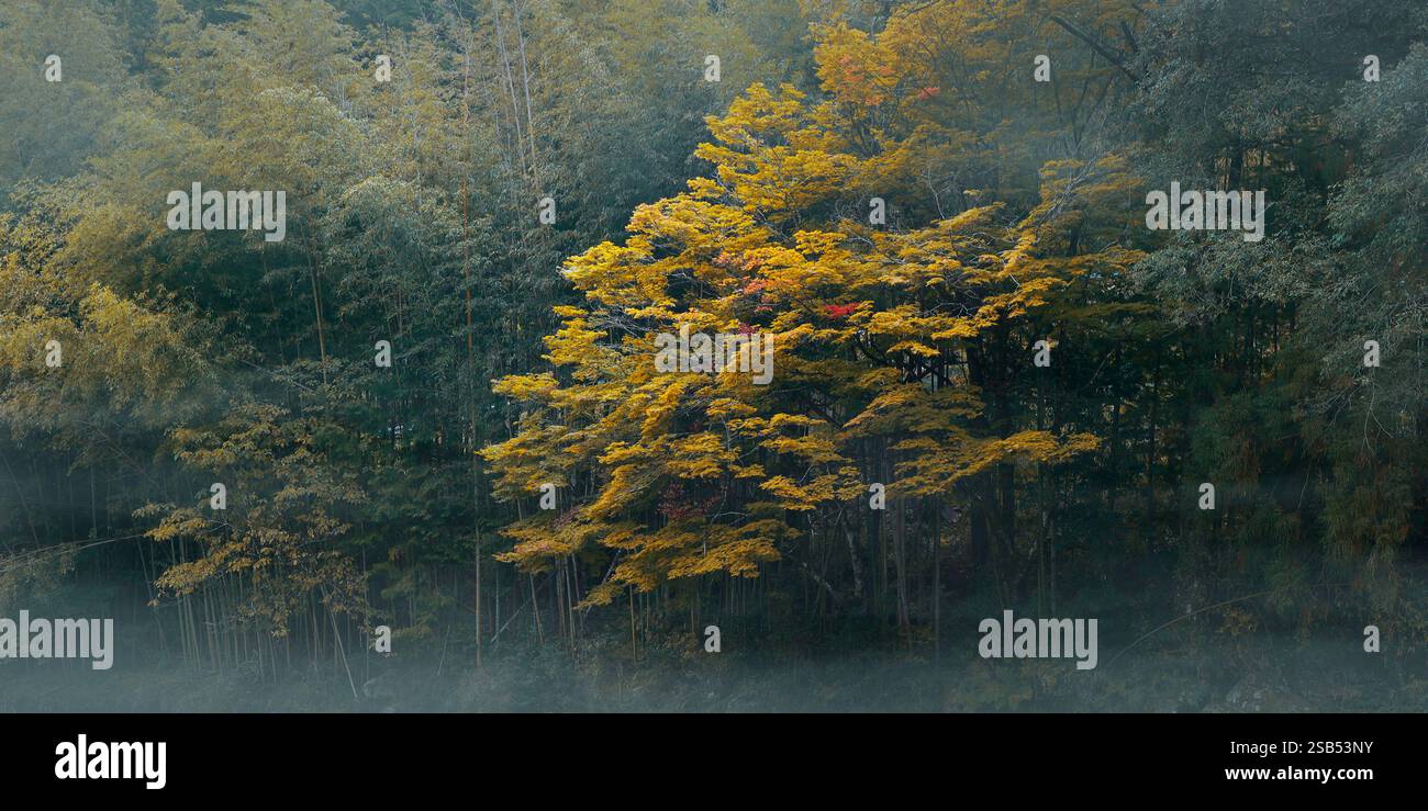 bamboo in bamboo forest at autumn season during a misty morning Stock ...