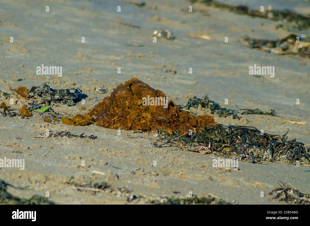 Horse poo left on the beach at Ballywalter Stock Photo - Alamy