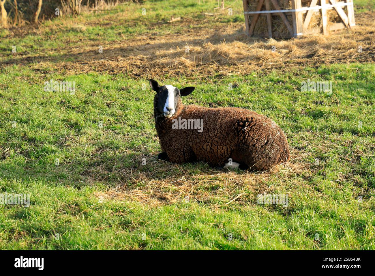 Balwen welsh mountain sheep, Kelston Mill near Bath, North Somerset ...