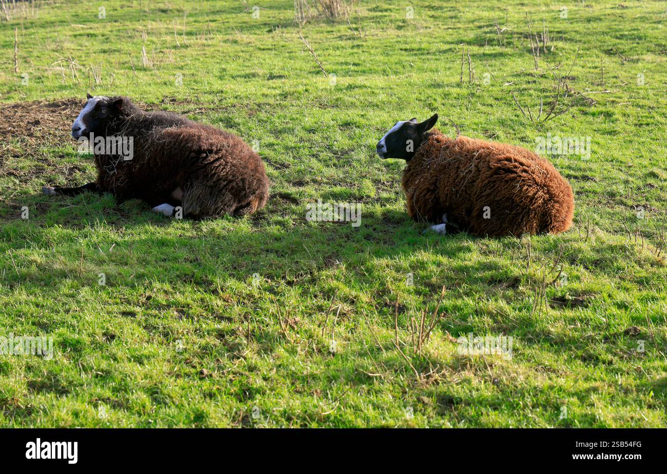 Balwen welsh mountain sheep, Kelston Mill near Bath, North Somerset ...