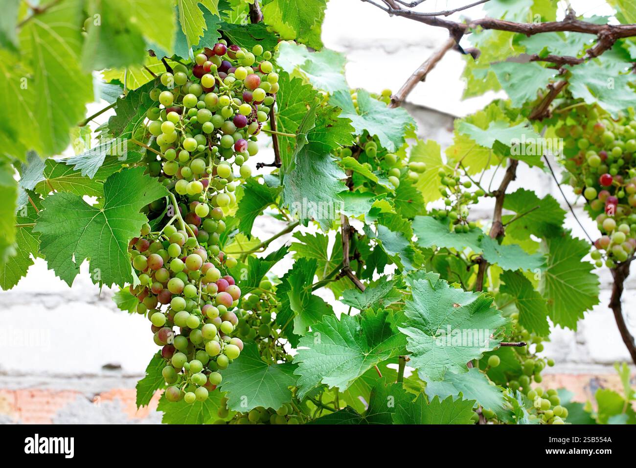 Lush green leaves cascade elegantly from a robust vine, supporting ...