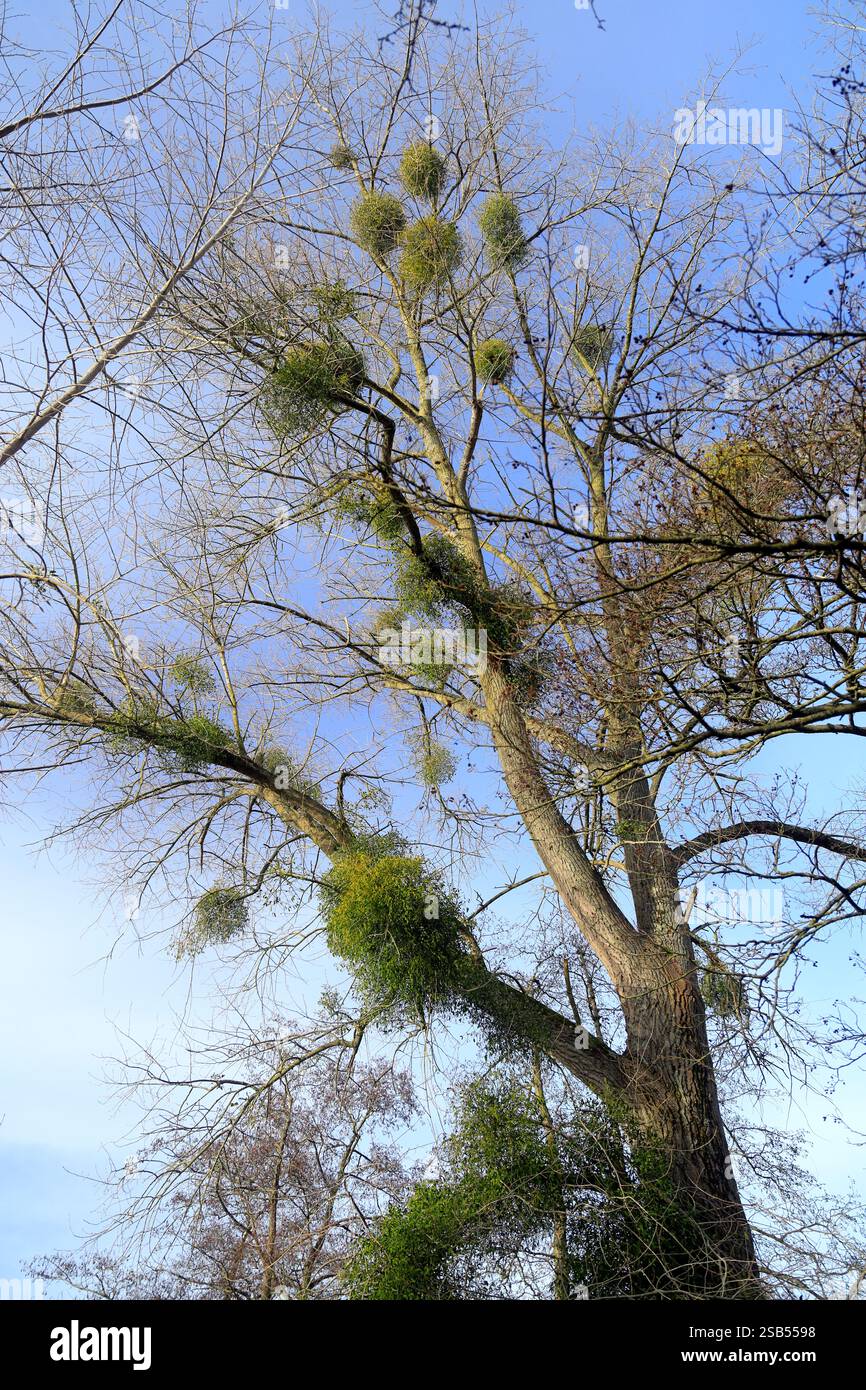 Tree with lots of Mistletoe Viscum album , Saltford near Bath, Somerset ...